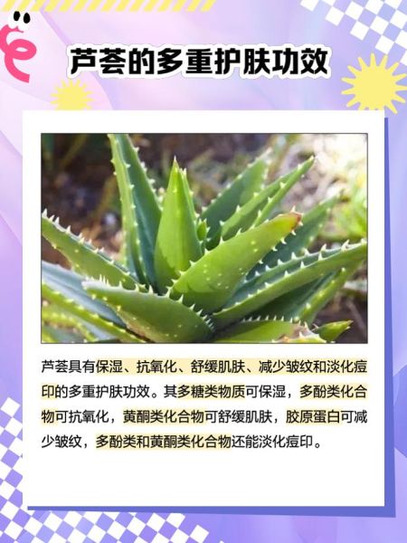 新鲜芦荟涂脸坏处_芦荟直接擦脸有什么副作用-第1张图片-山城妙识 新鲜芦荟涂脸坏处_芦荟直接擦脸有什么副作用-第1张图片-山城妙识