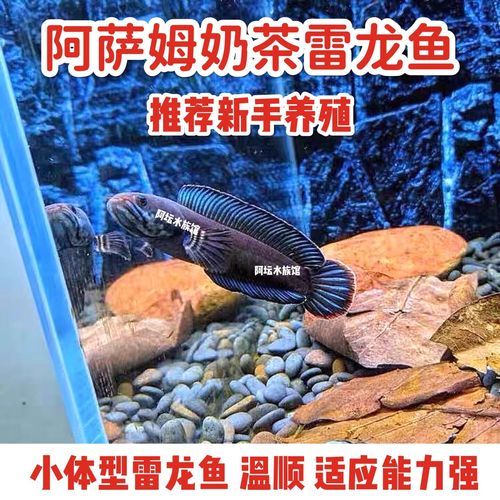 阿萨姆奶茶雷龙是什么_阿萨姆奶茶雷龙好喝吗-第3张图片-山城妙识 阿萨姆奶茶雷龙是什么_阿萨姆奶茶雷龙好喝吗-第3张图片-山城妙识