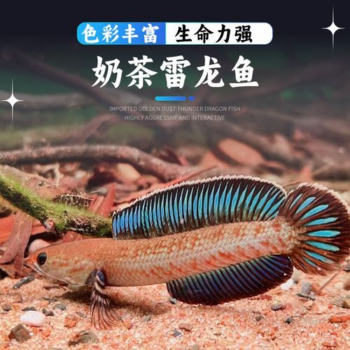 阿萨姆奶茶雷龙是什么_阿萨姆奶茶雷龙好喝吗-第2张图片-山城妙识 阿萨姆奶茶雷龙是什么_阿萨姆奶茶雷龙好喝吗-第2张图片-山城妙识