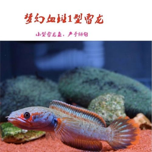 阿萨姆奶茶雷龙是什么_阿萨姆奶茶雷龙好喝吗-第1张图片-山城妙识 阿萨姆奶茶雷龙是什么_阿萨姆奶茶雷龙好喝吗-第1张图片-山城妙识