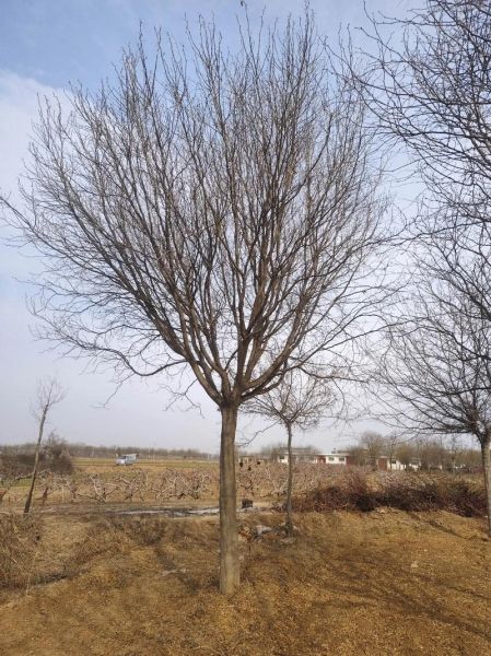 皂角树多少钱一棵_皂角树价格影响因素-第1张图片-山城妙识 皂角树多少钱一棵_皂角树价格影响因素-第1张图片-山城妙识