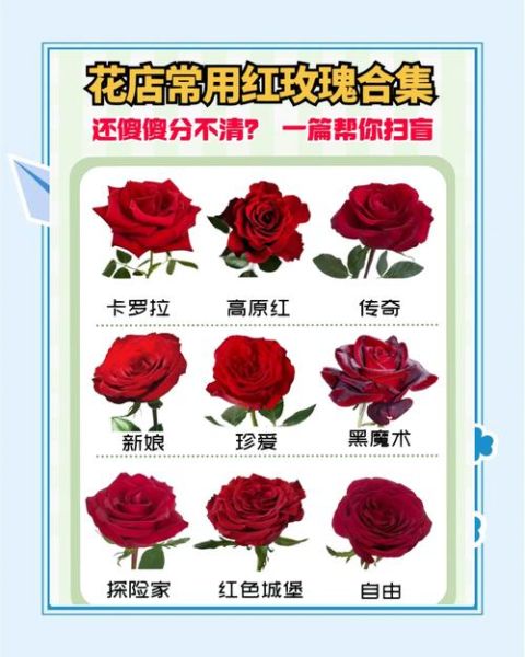 高档红玫瑰花图片_如何挑选顶级玫瑰-第1张图片-山城妙识