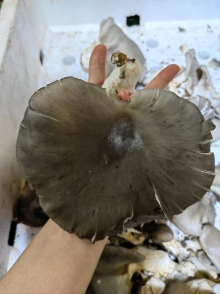 野生平菇图片_如何辨别真假野生平菇-第3张图片-山城妙识