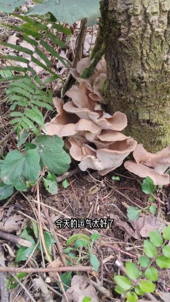 野生平菇图片_如何辨别真假野生平菇-第1张图片-山城妙识