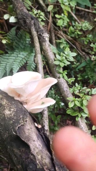 野生平菇图片_如何辨别真假野生平菇-第2张图片-山城妙识