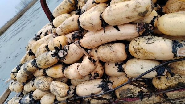 藕图片大全_藕怎么挑选新鲜-第2张图片-山城妙识 藕图片大全_藕怎么挑选新鲜-第2张图片-山城妙识