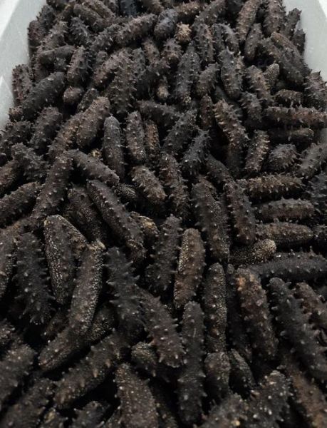 全国最大的海参批发市场在哪里_如何挑选优质海参-第1张图片-山城妙识