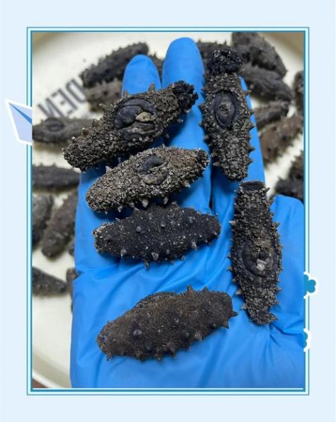 全国最大的海参批发市场在哪里_如何挑选优质海参-第2张图片-山城妙识