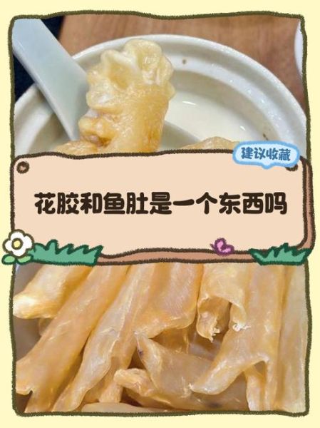 鱼肚是什么鱼的哪个部位_鱼肚和花胶的区别-第1张图片-山城妙识