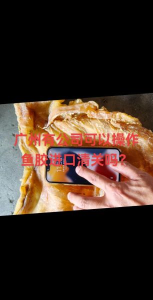 鱼肚是什么鱼的哪个部位_鱼肚和花胶的区别-第3张图片-山城妙识