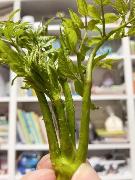 吉林山野菜有哪些_怎么区分真假刺嫩芽-第2张图片-山城妙识