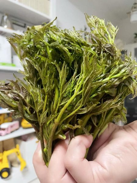 吉林山野菜有哪些_怎么区分真假刺嫩芽-第1张图片-山城妙识