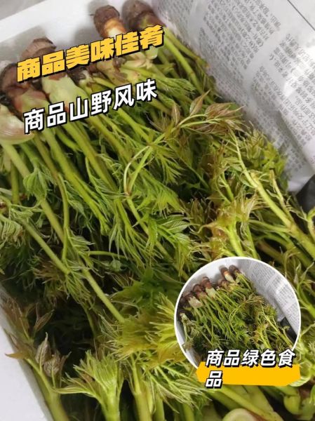 吉林山野菜有哪些_怎么区分真假刺嫩芽-第3张图片-山城妙识