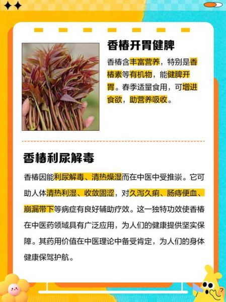 女人吃香椿有什么好处_香椿对女性的营养价值-第1张图片-山城妙识