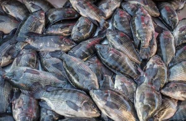 罗非鱼寄生虫多吗_如何安全食用罗非鱼-第2张图片-山城妙识 罗非鱼寄生虫多吗_如何安全食用罗非鱼-第2张图片-山城妙识
