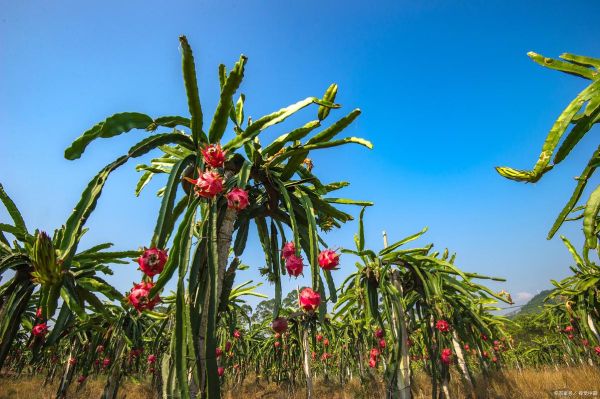 火龙果英语怎么读_发音技巧与例句-第2张图片-山城妙识