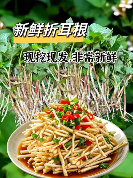 鱼腥草怎么吃法_鱼腥草凉拌做法-第1张图片-山城妙识