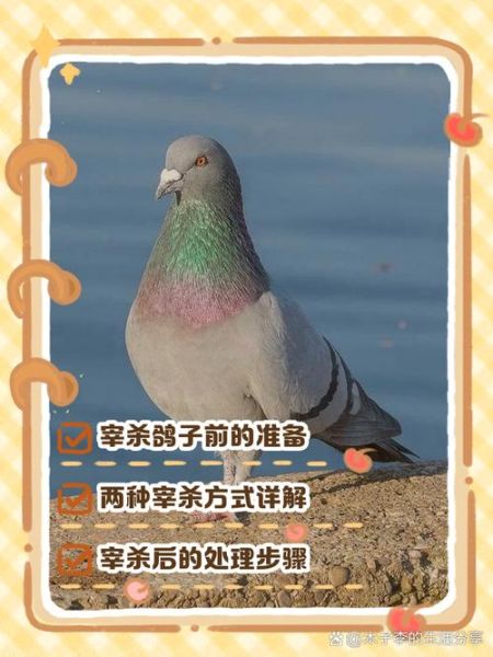 鸽子怎么杀是正确的_杀鸽子前需要准备什么-第2张图片-山城妙识 鸽子怎么杀是正确的_杀鸽子前需要准备什么-第2张图片-山城妙识