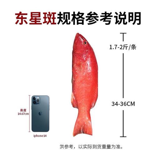 东星斑鱼多少钱一斤_东星斑价格为什么差距大-第3张图片-山城妙识