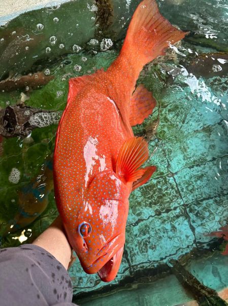 东星斑鱼多少钱一斤_东星斑价格为什么差距大-第1张图片-山城妙识