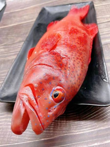 东星斑鱼多少钱一斤_东星斑价格为什么差距大-第2张图片-山城妙识