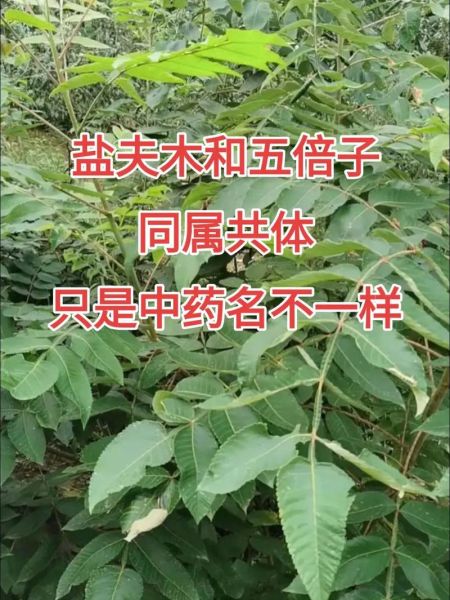 五倍子树怎么种_五倍子树有什么用途-第1张图片-山城妙识 五倍子树怎么种_五倍子树有什么用途-第1张图片-山城妙识