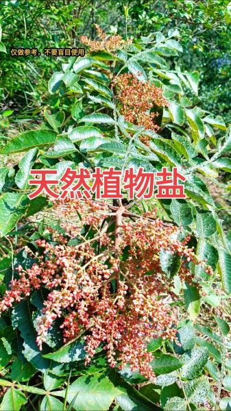 五倍子树怎么种_五倍子树有什么用途-第2张图片-山城妙识 五倍子树怎么种_五倍子树有什么用途-第2张图片-山城妙识