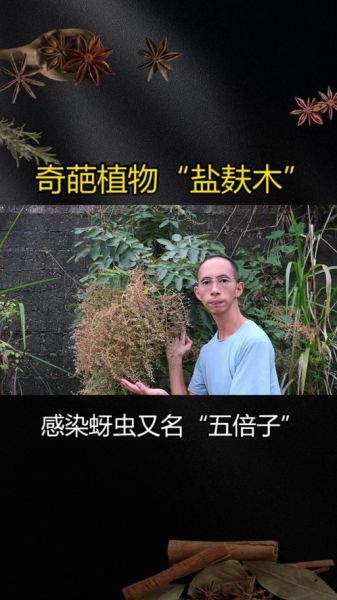 五倍子树怎么种_五倍子树有什么用途-第3张图片-山城妙识 五倍子树怎么种_五倍子树有什么用途-第3张图片-山城妙识