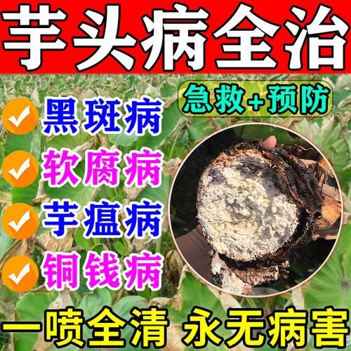 芋头花中毒症状_如何紧急处理-第1张图片-山城妙识 芋头花中毒症状_如何紧急处理-第1张图片-山城妙识