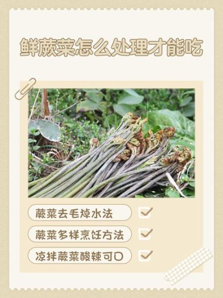 蕨菜致癌吗_蕨菜怎么吃才安全-第1张图片-山城妙识
