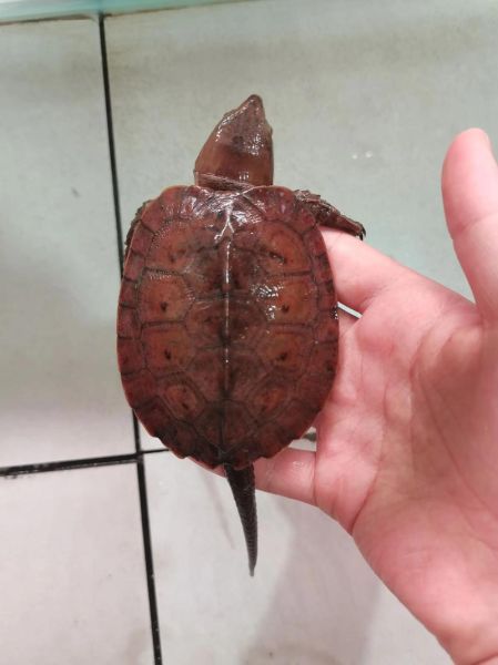 鹰嘴龟的功效与作用_鹰嘴龟怎么吃最补-第2张图片-山城妙识 鹰嘴龟的功效与作用_鹰嘴龟怎么吃最补-第2张图片-山城妙识