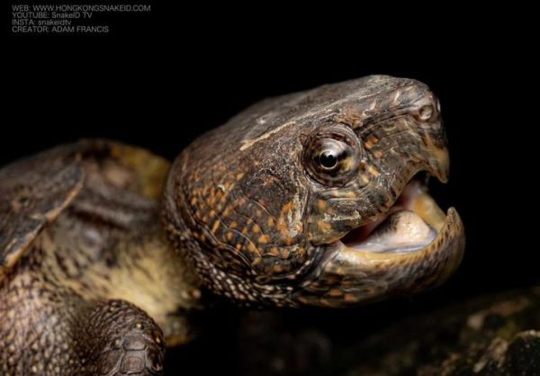 鹰嘴龟的功效与作用_鹰嘴龟怎么吃最补-第3张图片-山城妙识 鹰嘴龟的功效与作用_鹰嘴龟怎么吃最补-第3张图片-山城妙识
