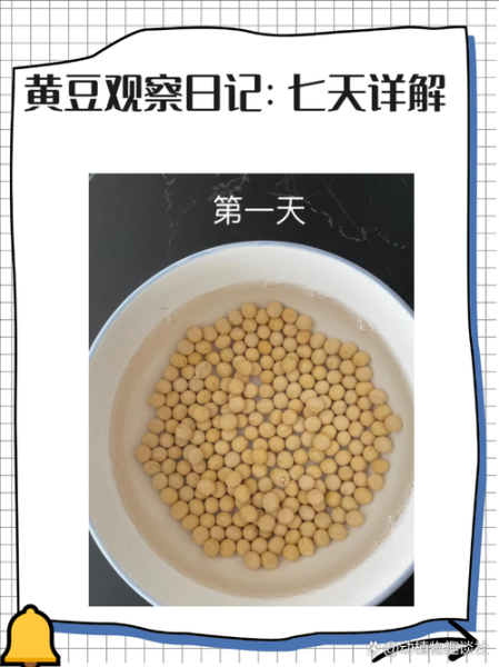 豆子发芽七天过程_怎么观察记录-第2张图片-山城妙识