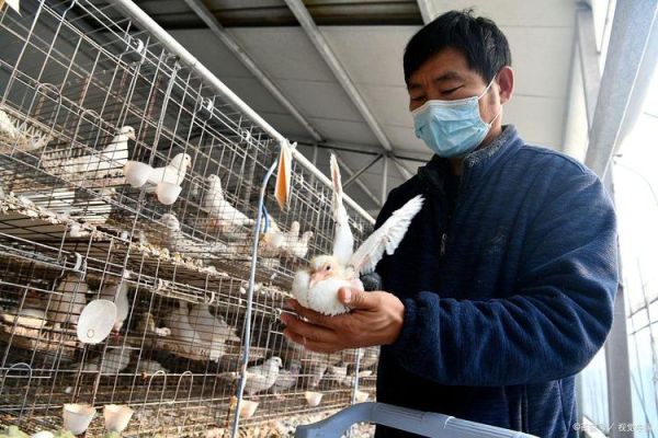 现代化鸽子养殖大棚怎么建_鸽子养殖大棚成本多少钱-第1张图片-山城妙识 现代化鸽子养殖大棚怎么建_鸽子养殖大棚成本多少钱-第1张图片-山城妙识