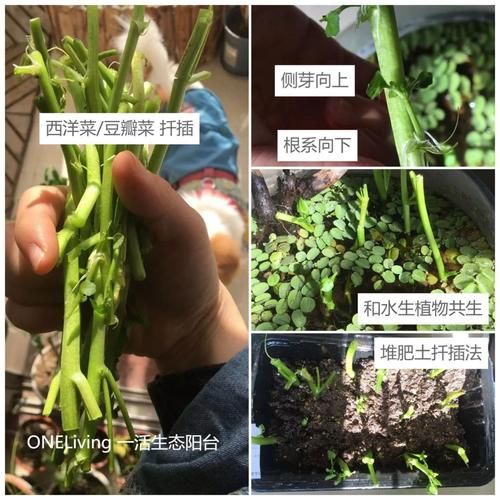 豆瓣菜种植方法_豆瓣菜怎么种-第1张图片-山城妙识