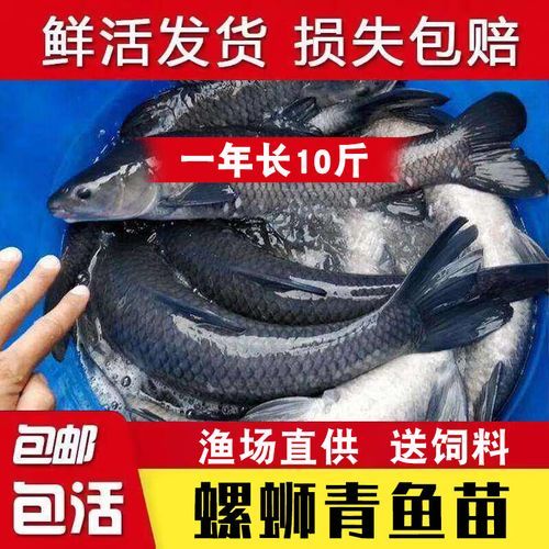 鳙鱼价格多少钱一斤_鳙鱼批发价和零售价区别-第3张图片-山城妙识 鳙鱼价格多少钱一斤_鳙鱼批发价和零售价区别-第3张图片-山城妙识