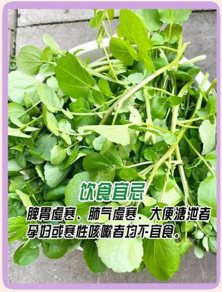 豆瓣菜种植方法_豆瓣菜怎么种-第2张图片-山城妙识