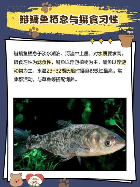 鳙鱼价格多少钱一斤_鳙鱼批发价和零售价区别-第2张图片-山城妙识 鳙鱼价格多少钱一斤_鳙鱼批发价和零售价区别-第2张图片-山城妙识