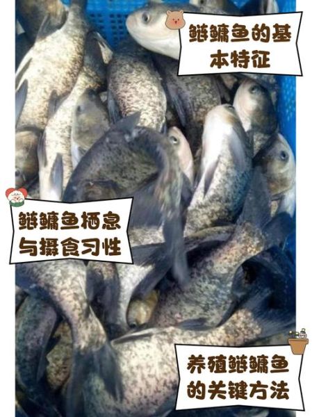 鳙鱼价格多少钱一斤_鳙鱼批发价和零售价区别-第1张图片-山城妙识 鳙鱼价格多少钱一斤_鳙鱼批发价和零售价区别-第1张图片-山城妙识