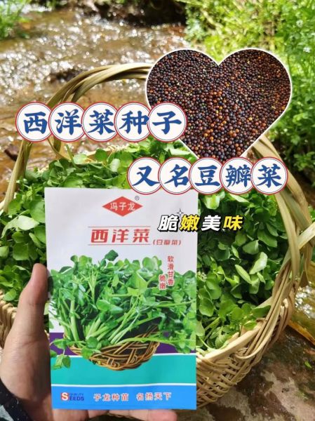 豆瓣菜种植方法_豆瓣菜怎么种-第3张图片-山城妙识