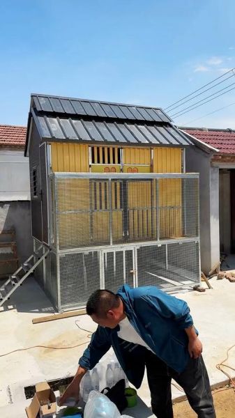 现代化鸽子养殖大棚怎么建_鸽子养殖大棚成本多少钱-第3张图片-山城妙识 现代化鸽子养殖大棚怎么建_鸽子养殖大棚成本多少钱-第3张图片-山城妙识