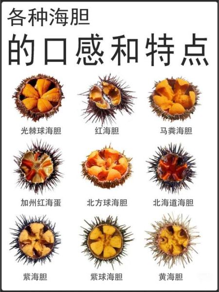 海胆肉的功效与作用_海胆肉怎么吃最营养-第1张图片-山城妙识 海胆肉的功效与作用_海胆肉怎么吃最营养-第1张图片-山城妙识