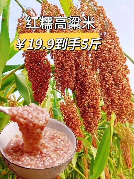 高粱是什么粮食_高粱和小米的区别-第1张图片-山城妙识 高粱是什么粮食_高粱和小米的区别-第1张图片-山城妙识