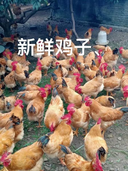 鸡子图片怎么拍好看_鸡子图片高清素材哪里找-第3张图片-山城妙识 鸡子图片怎么拍好看_鸡子图片高清素材哪里找-第3张图片-山城妙识