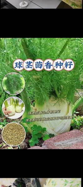 茴香什么时候种_茴香怎么种才能高产-第3张图片-山城妙识 茴香什么时候种_茴香怎么种才能高产-第3张图片-山城妙识