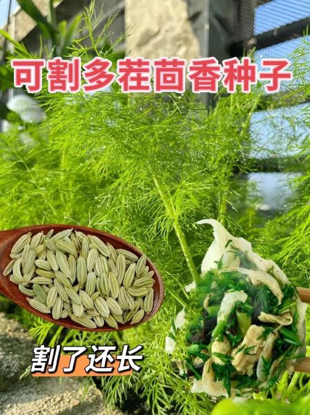 茴香什么时候种_茴香怎么种才能高产-第1张图片-山城妙识 茴香什么时候种_茴香怎么种才能高产-第1张图片-山城妙识