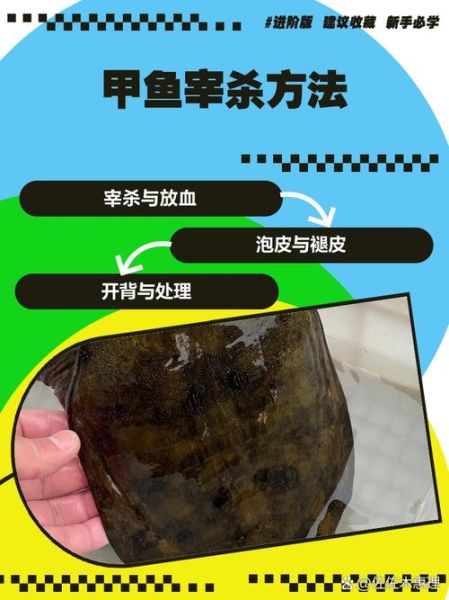 甲鱼怎么杀最正宗_甲鱼宰杀前怎么处理-第1张图片-山城妙识 甲鱼怎么杀最正宗_甲鱼宰杀前怎么处理-第1张图片-山城妙识