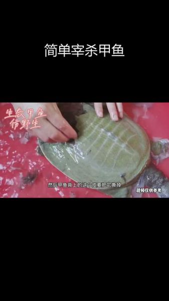 甲鱼怎么杀最正宗_甲鱼宰杀前怎么处理-第2张图片-山城妙识 甲鱼怎么杀最正宗_甲鱼宰杀前怎么处理-第2张图片-山城妙识