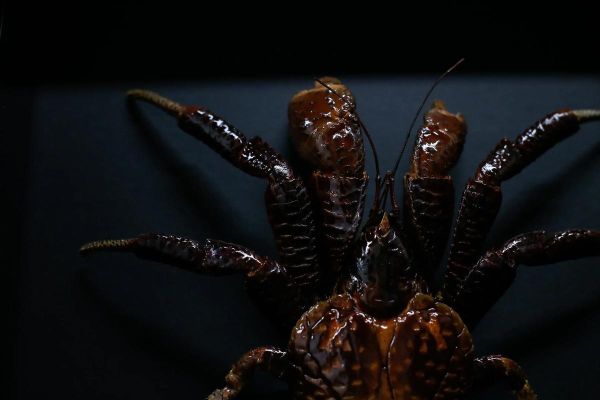 椰子蟹长什么样_椰子蟹能活多久-第3张图片-山城妙识