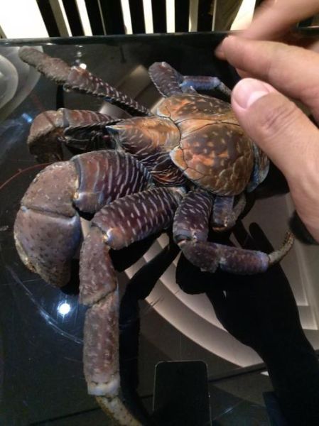 椰子蟹长什么样_椰子蟹能活多久-第1张图片-山城妙识